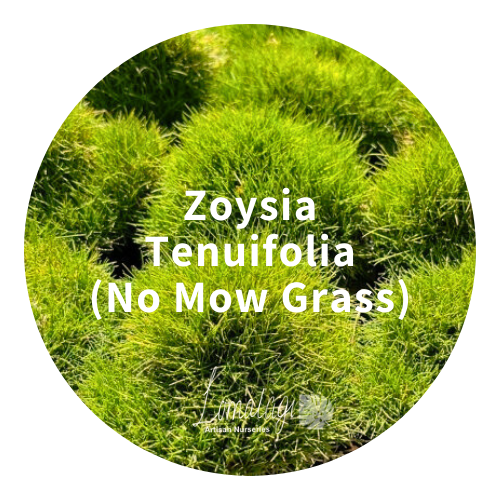 Zoysia Tenuifolia (No Mow Grass) – Lomalagi Artisan Nurseries