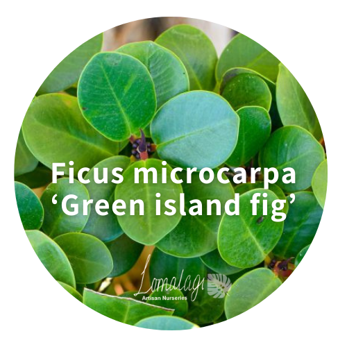 Ficus microcarpa 'Green island Fig' – Lomalagi Artisan Nurseries