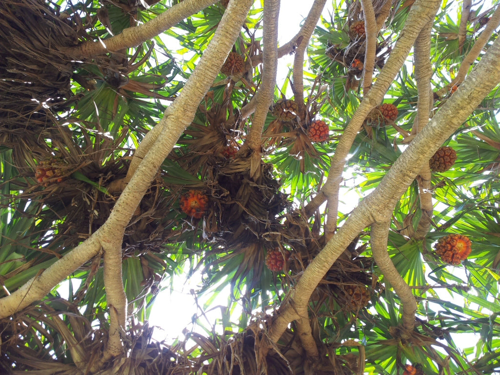 Pandanus – Lomalagi Artisan Nurseries