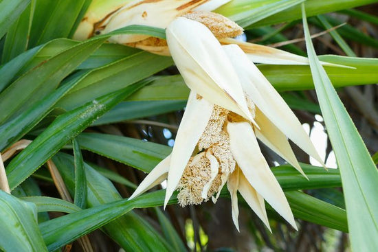 Pandanus – Lomalagi Artisan Nurseries